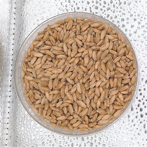 Grain Dataset For Visual Selection Kaggle