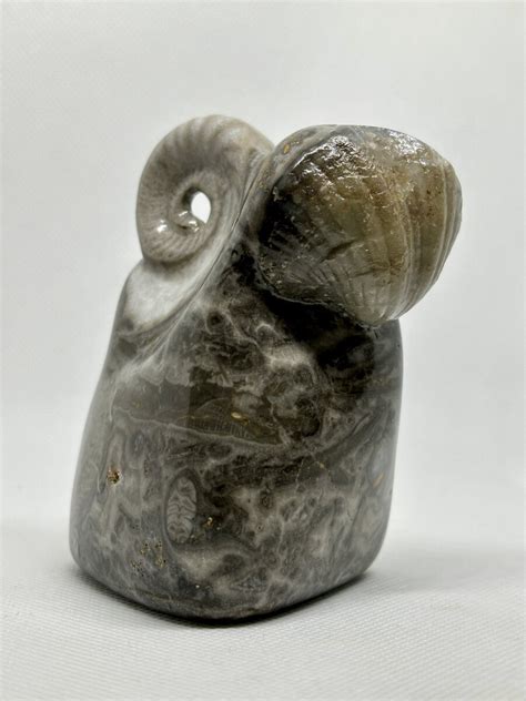 Coiled Nautiloid And Spirifreid Brachiopod Carboniferous The Fossil