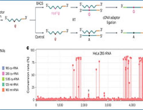 Comparison Of Rna Seq And Microarray In Transcriptome Profiling Rna