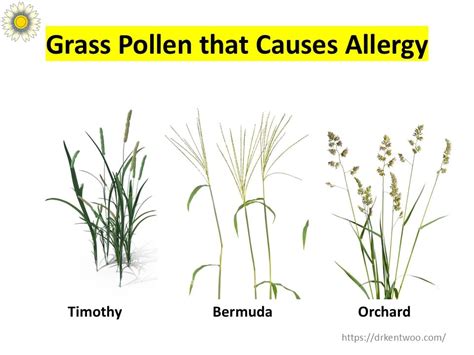 Weed And Grass Pollen Allergy Cross Reactive Foods