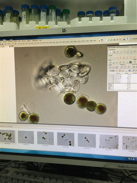 57 Questions With Answers In Molecular Taxonomy Science Topic