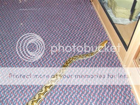 Yellow Head Female Bicol Reticulated Python Reptile Forums