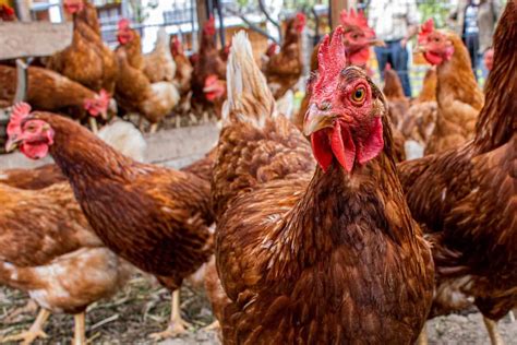 How To Start Poultry Farming In Uttarakhand Business Plan Setup Cost Profit And Requirements