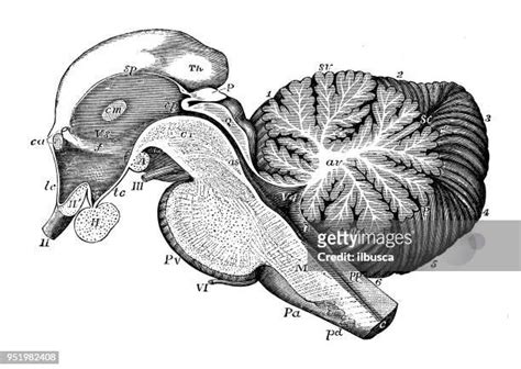 Peduncle Photos And Premium High Res Pictures Getty Images