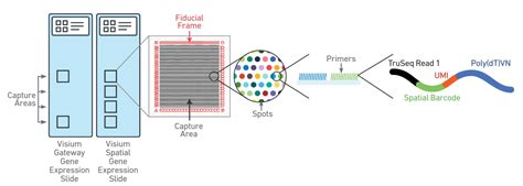 visium spatial gene expression 인코덤 생물정보 전문위키