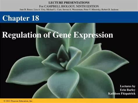 PPT Regulation Of Gene Expression PowerPoint Presentation Free Download ID 3807152
