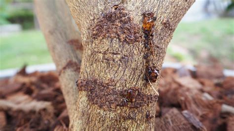 Reasons Your Lemon Cypress Tree Is Dying And How To Save It Epic Gardening