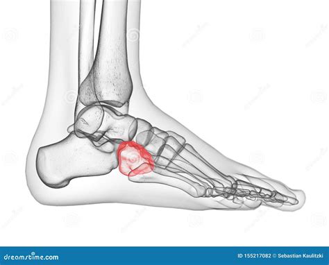 The Cuboid Bone Stock Illustration 155216293