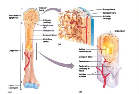 Long Bone Diagram Diagram Quizlet