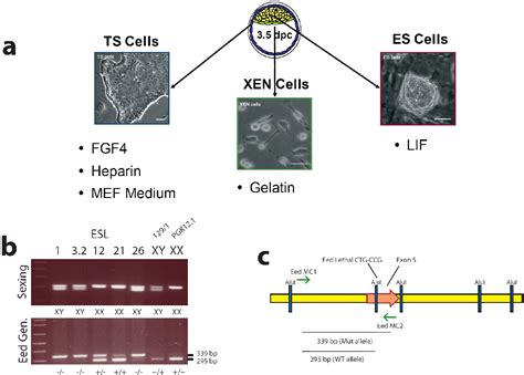Figure 1 1 From Function Of Polycomb Group Proteins In Embryonic Stem Cells Semantic Scholar