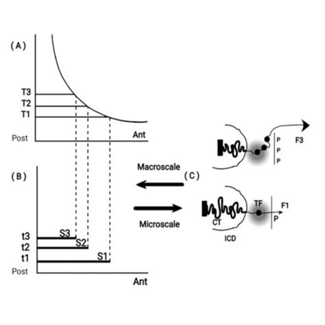Macro Scale And Micro Scale Hox Gene Clustering Adapted From S