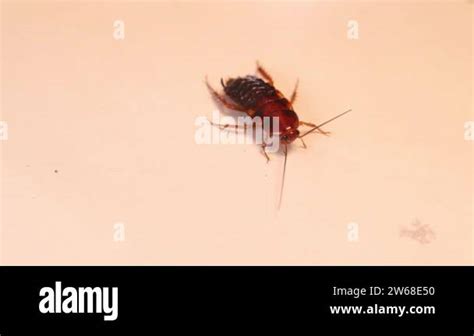 Female Smooth Cockroach Nymph Cockroach Life Cycle Nymph Stage Close