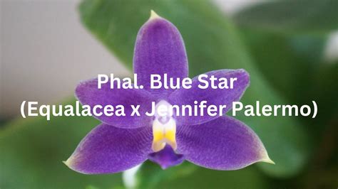 Blue Orchid Phalaenopsis Liolin Blue Star Equalacea X Jennifer