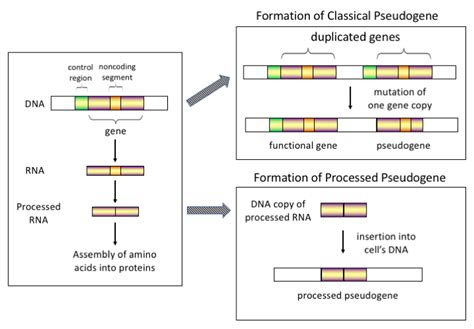 우리 몸 속의 화석 유사 유전자 Pseudogene란 두마디 정밀의료