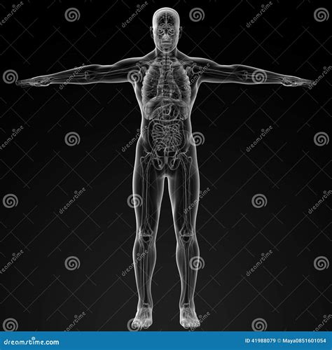 人的解剖学 库存例证 插画 包括有 器官 健康 轰炸机 重点 冒号 背后诽谤 肾脏 肝脏 41988079