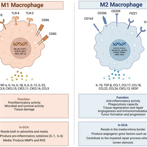 M1 And M2 Macrophages And Their Role In Giant Cell Arteritis In Gca Download Scientific