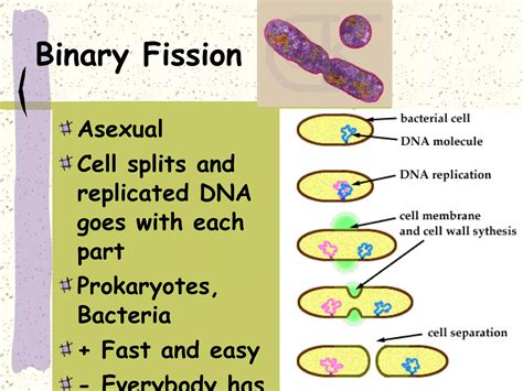 Asexual Vs Sexualreproduction Ppt