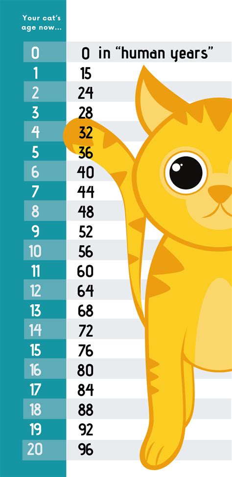 12 Cat Years To Human Wholesale Supplier Br