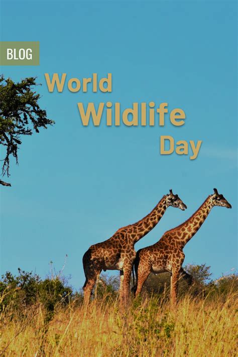 World Wildlife Day 2023 Artofit