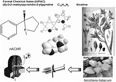 Chemical Structure Of Nicotine And Its Interaction With Nicotinic Download Scientific Diagram