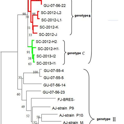 Phylogenetic Analysis Based On The Complete Nucleotide Sequence Download Scientific Diagram