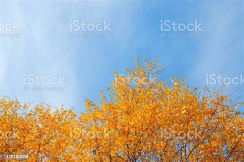 화려한 가을 배경 푸른 하늘을 배경으로 밝은 노란색 자작나무 단풍 푸른 하늘에 밝은 오렌지색 가을 나무 왕관 0명에 대한 스톡 사진 및 기타 이미지 Istock