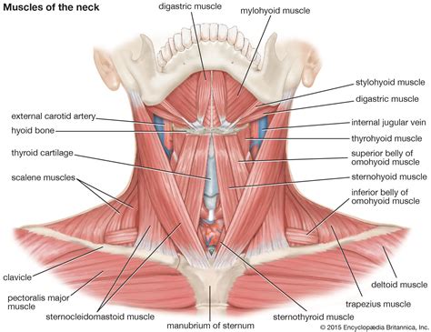 Sternocleidomastoid Muscle Origin And Insertion