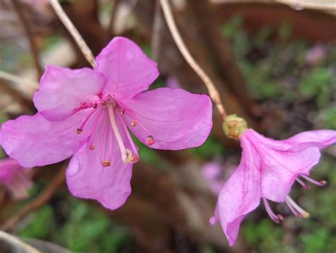 科学网—客来还错认丁香 孙颉的博文