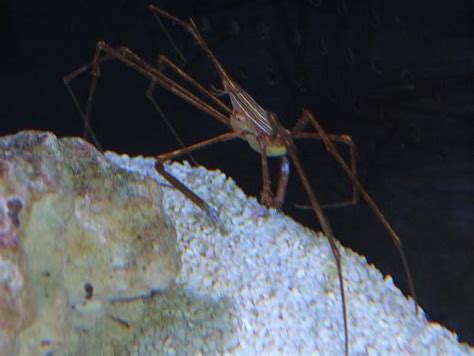 ノコギリイッカクガニアロークラブとしとしWeb水族館魚図鑑