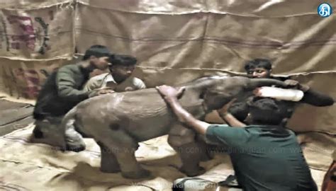தாயை இழந்து தவிப்பு முதுமலை முகாமில் குட்டி யானை பராமரிப்பு Dinakaran