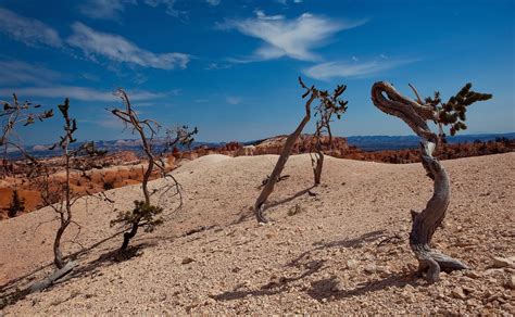 Сухое дерево в пустыне фото и картинки Abrakadabra Fun
