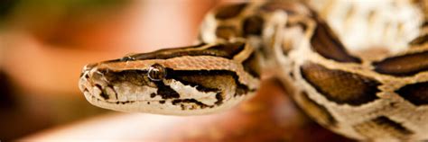 Burmese Python Care Find Your Reptile Community And Marketplace