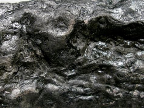 Stigmaria Fossil Root