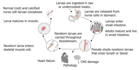 Trichinellaspiralislifecycle