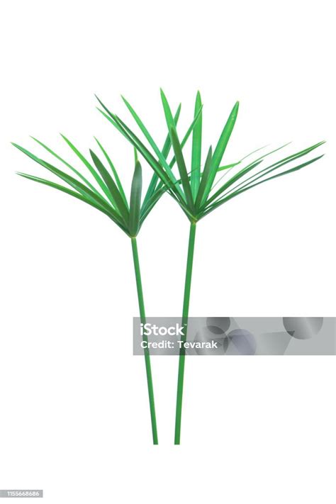 우산 식물 파피루스 시 퍼 루스 L 흰색 백 그 룬에 고립 클리핑 패스 갈대속 벼과에 대한 스톡 사진 및 기타 이미지 갈대속 벼과 컷아웃 갈대밭 Istock