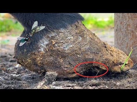 殘缺驢蹄又髒又臭吸引蒼蠅並導致毛驢瘸腿走路民間釘掌師用鐮刀修剪蹄子安裝馬蹄鐵過程神療愈 YouTube
