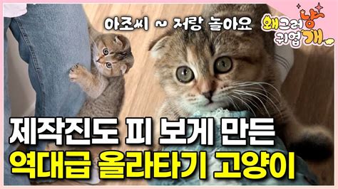 어떡해 옷에 구멍 났어 촬영 중인 제작진 다리도 거침없이 올라타며 참을 수 없는 등반 욕구를 가진 아깽이 때문에 몸 성할 날 없는 집사의 고민 왜그러냥귀엽개