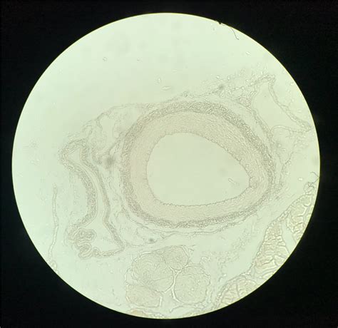 Histology Diagram Quizlet