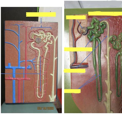 Nephron Models Diagram Quizlet