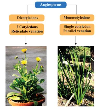 Angiosperms Definition Classification And Characteristics