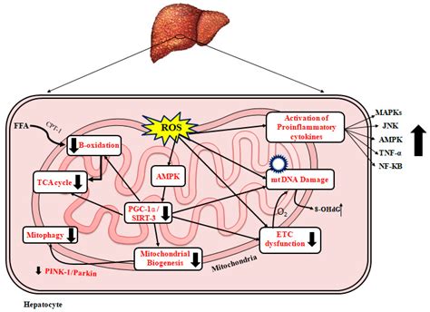 Mitochondrial Oxidative Stress And Antioxidants Balance In Fatty Liver Disease At Billy