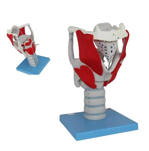 Buy UIGJIOG Larynx Anatomy An D Model Of The Structure And Function Of