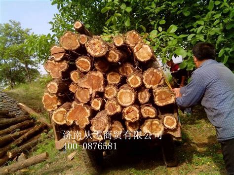 供应香柏木红心油柏产品图片供应香柏木红心油柏产品相册 济南从零商贸有限公司 九正建材网