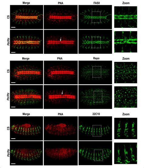 Phenotypic Analysis Of The Ptr Null Mutant In Whole Mount Embryos