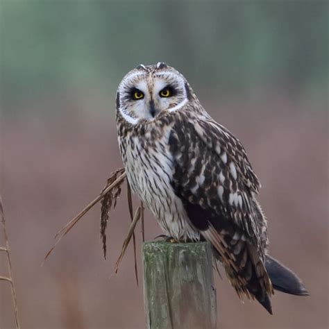 Short Eared Owl