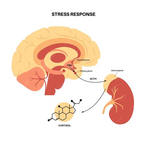 Stress Respons Systeem Hypothalamische Hypofyse Bijnieras Bijnier En