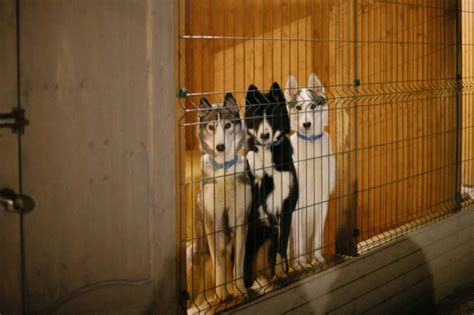 Законопроект о бездомных животных наделяет правом субъекты на определение порядка обращения с