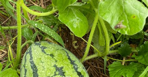 Бесплатные стоковые фото на тему Citrullus Lanatus арбуз ботаника ботанический влага дыня