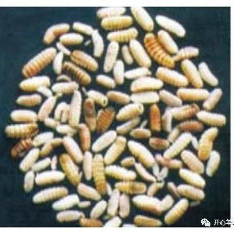 夏季常见病羊鼻蝇蛆虫病 鼻腔 幼虫 敌百虫