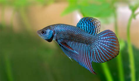 Le Poisson Combattant Jardiland